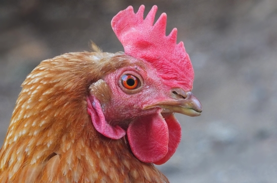 La reproduction animale